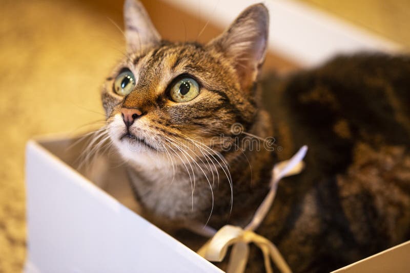 Cute Cat Rests Inside a White Box Stock Photo - Image of open, paper ...
