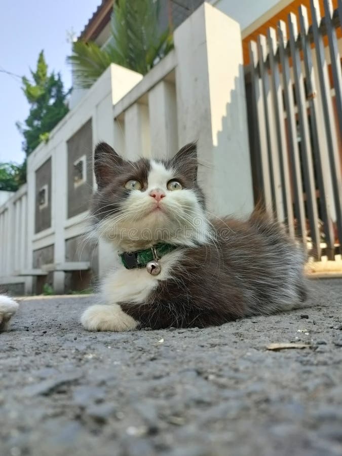 Cute cat on the road stock image. Image of road, cute - 225996029