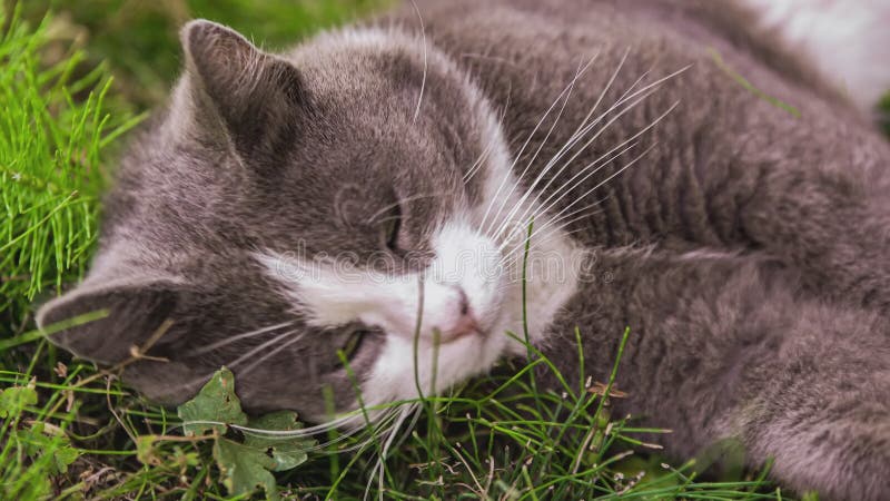 Cute Cat Rolls on the Grass Stock Video - Video of closeup, cute: 223107863