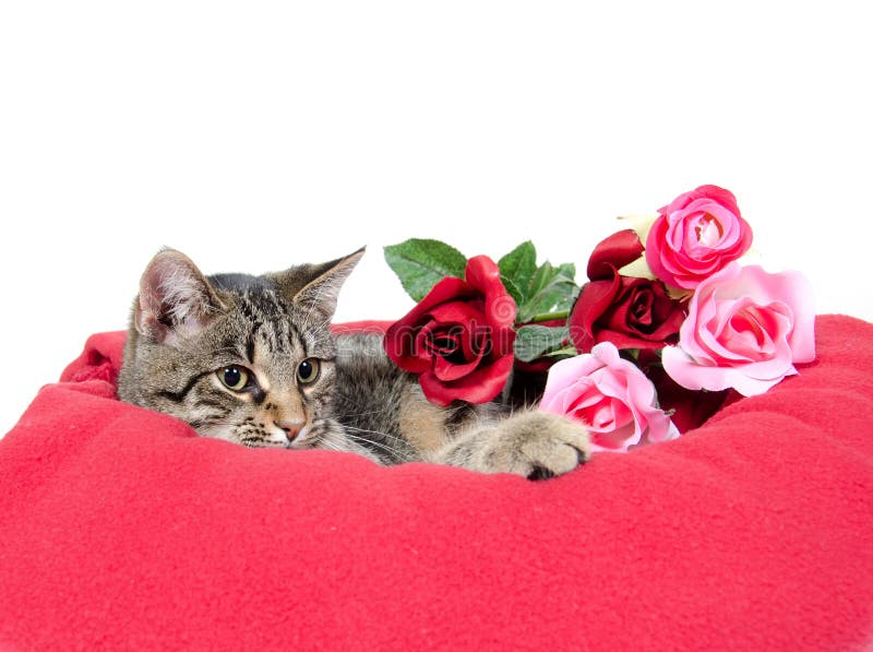 Cute cat and roses stock image. Image of white, resting - 24686283