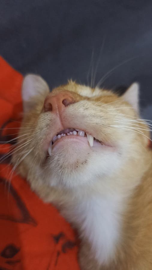 Cute Cat& X27;s Canine Teeth Pet Stock Photo - Image of cute, teeth ...