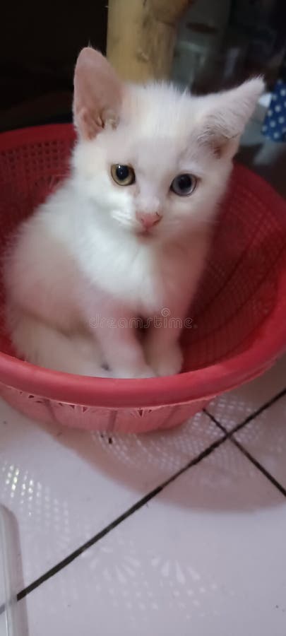 Cute Cat& X27;s Favorite Place Stock Image - Image of whiskers, cats ...