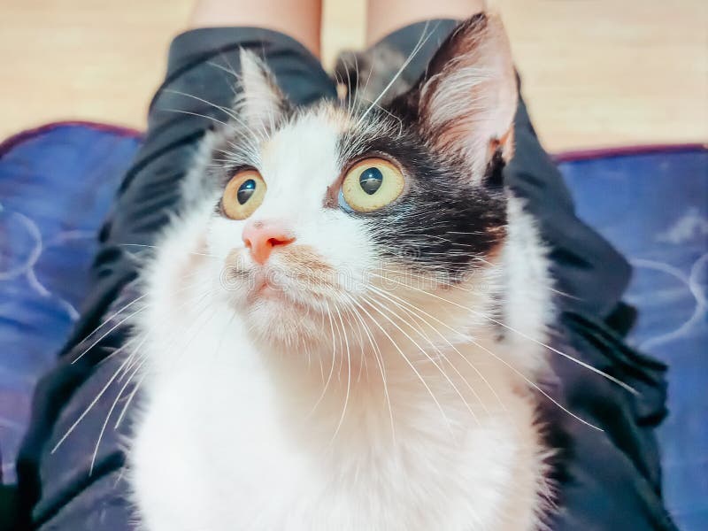 Cute Cat& X27;s Visual Acuity when Looking at Something Stock Photo ...