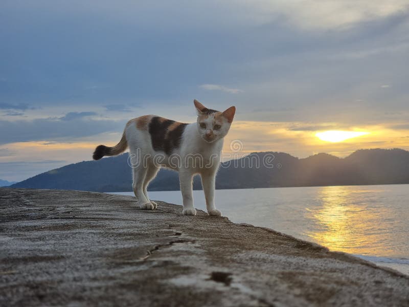 Cute Cat at the Sabang Fair Tourist Site Stock Photo - Image of shore ...