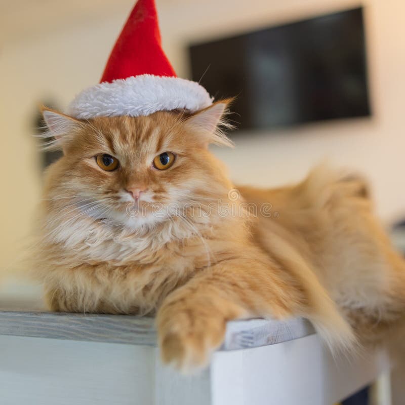 Cute Cat In Santa Claus Hat Against Blurred Christmas Lights Stock