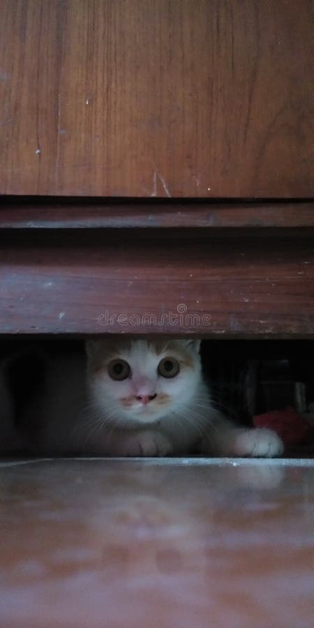 Cute cat is scared stock photo. Image of mammal, animal - 219008274