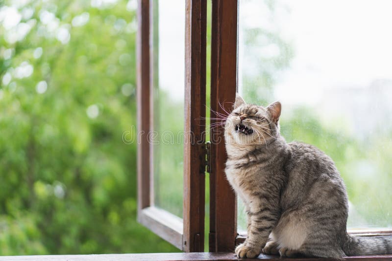 Cute Cat of the Scottish Straight Sitting on the Open Window. Stock ...