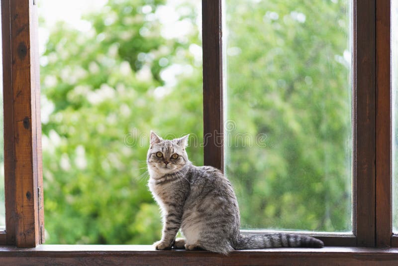Cute Cat of the Scottish Straight Sitting on the Open Window. Stock ...
