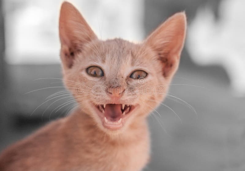 Funny Cat Screaming Stock Photos - Download 158 Royalty Free Photos