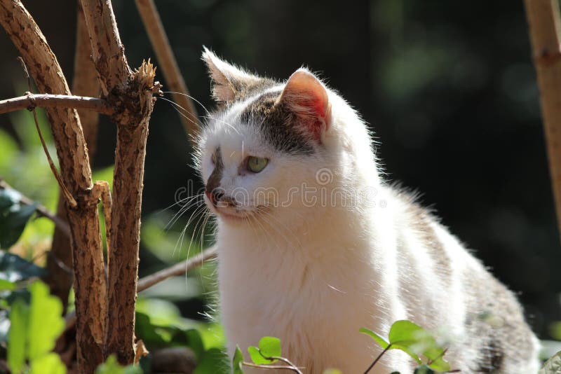Cute Cat / Semi Profile stock photo. Image of green, eyes - 34862748