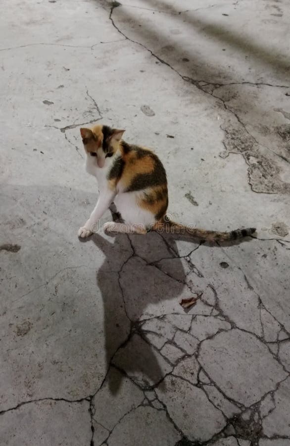 11,069 Cat Shadow Stock Photos - Free & Royalty-Free Stock Photos from ...