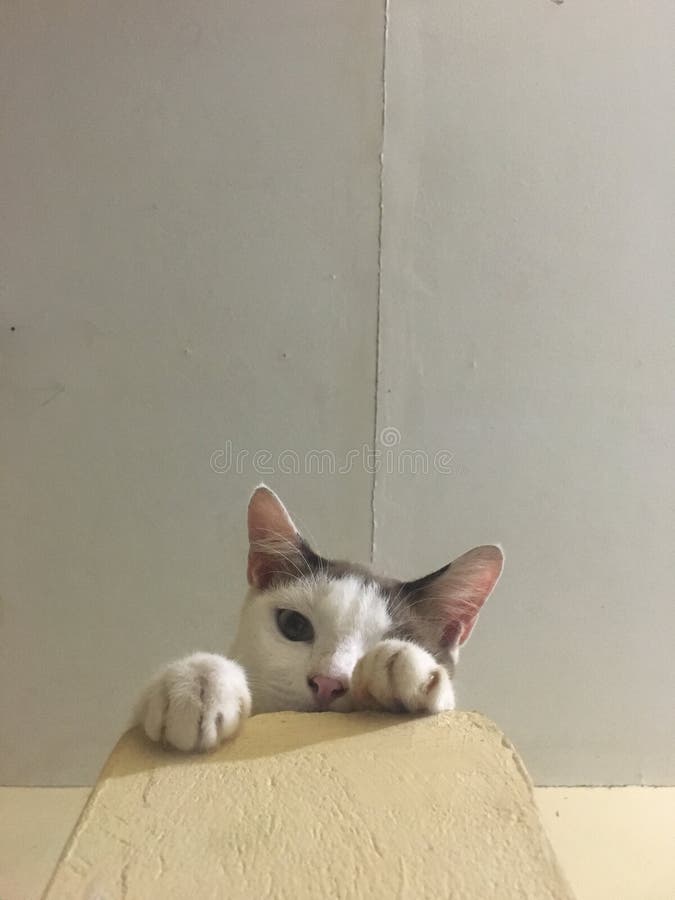 Cute cat stock image. Image of white, kucing, cute, animal - 251273699