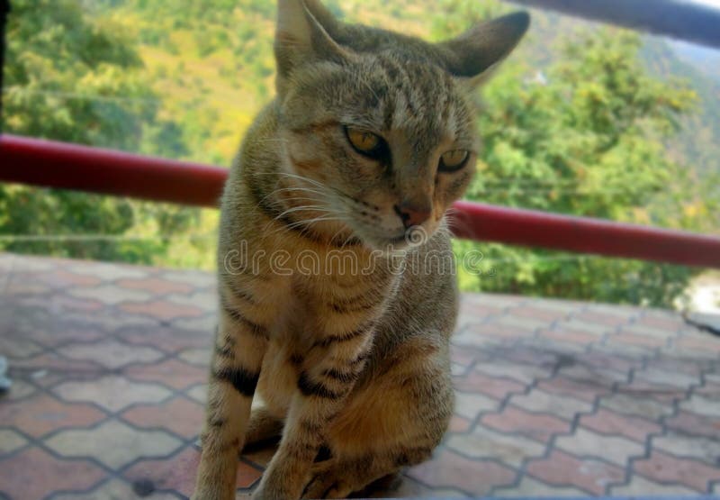 Cat Silent outside stock image. Image of shows, silent - 192327791