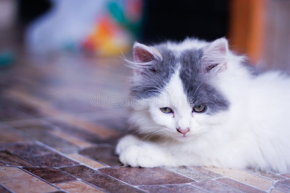 Cute cat or shy cat stock image. Image of animal, tired - 248522371