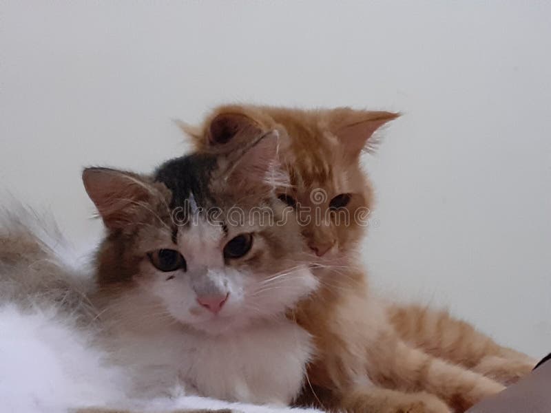 Cute cat sibling stock image. Image of twin, cute, sibling - 263287723