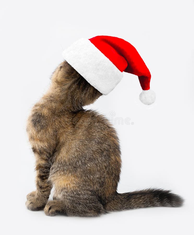 The Cute Cat from the Side Back Isolated on White Background Stock ...