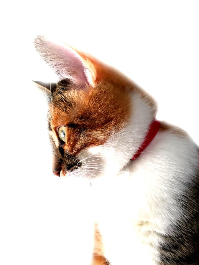 Cat Reaching Down Stock Photos - Free & Royalty-Free Stock Photos from ...