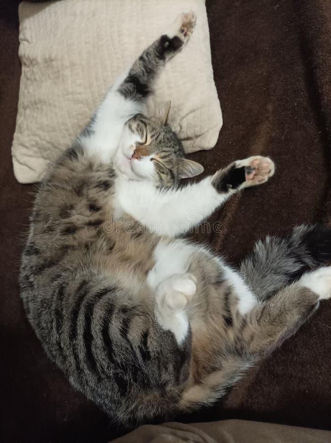 Cute cat Simba stock photo. Image of cute, white, sleepin - 274813210