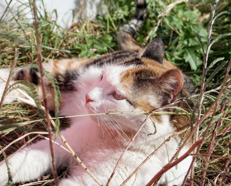 Cute Cat Sit in Clump of Grass in Foreground Stock Image - Image of ...