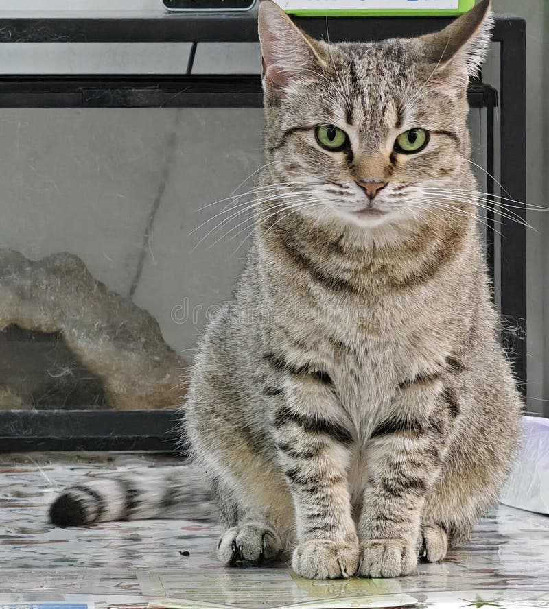 Cute cat sit on the ground stock photo. Image of ground - 278822324