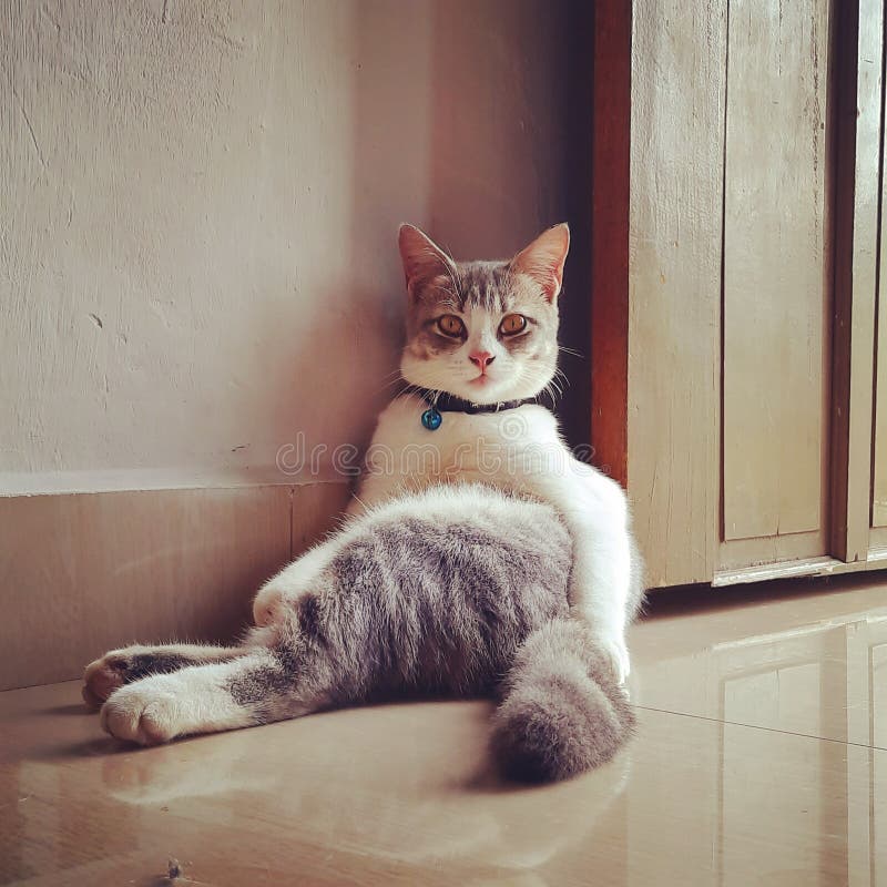 A Cute Cat Sitting Behind the Door Stock Photo - Image of skin, black ...