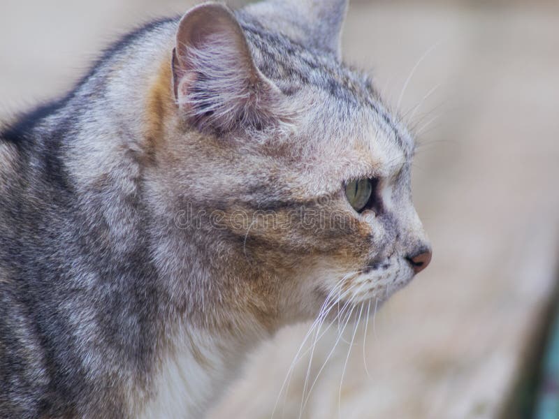 Cute Cat Sitting on a Bench Stock Image - Image of closeup, life: 90528569