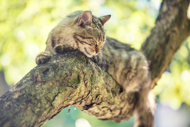 Domestic Cat Sitting On Tree Branch Stock Photo - Image of kitty ...