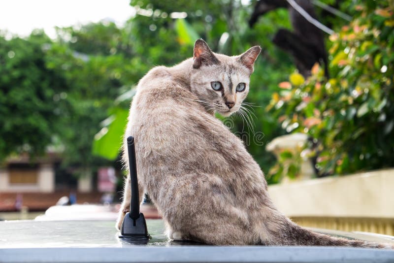 Cat Lookback Stock Photos - Free & Royalty-Free Stock Photos from ...