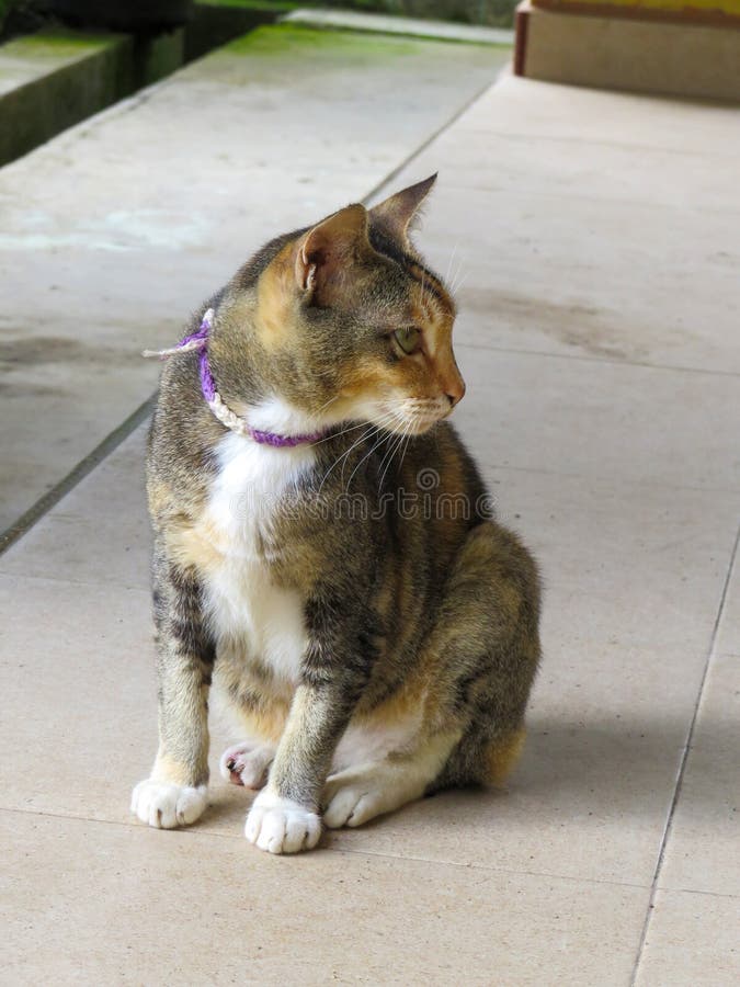 A Cute Cat Sitting on the Ceramic Floor. Stock Image - Image of mammal ...