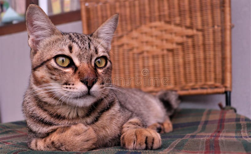 A Cute Cat Sitting on a Chair. Stock Photo - Image of handsome ...
