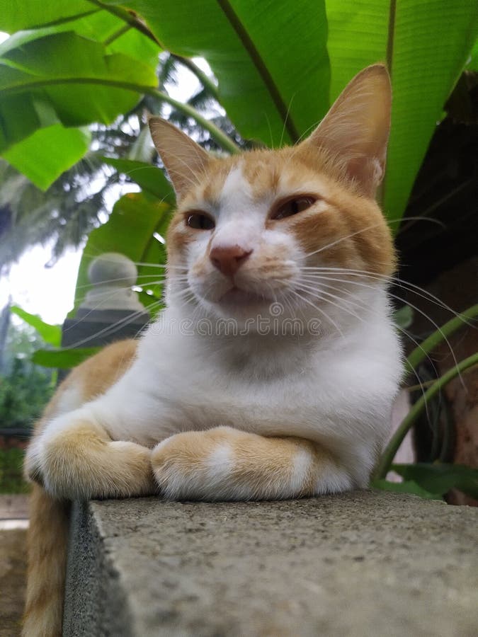 Cute Cat Sitting on a Compound Stock Photo - Image of carnivore, mammal ...