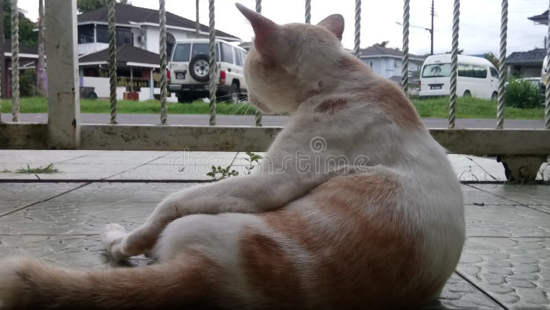 Cute cat sitting stock image. Image of cute, sitting - 129547533