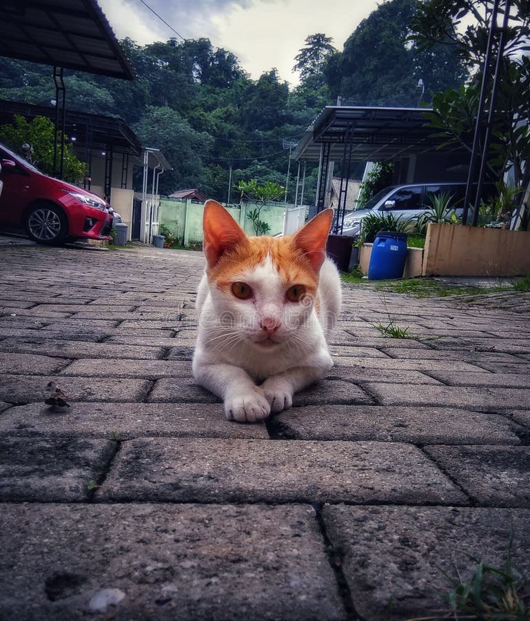 Cute Cat Pose Sitting on the Ground Watching Something Stock Image ...