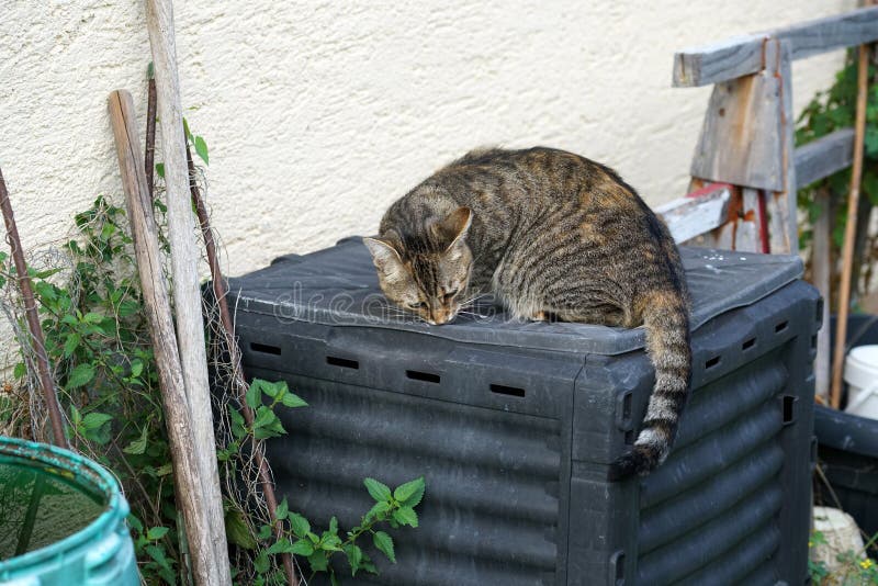 Cute Cat Sitting and Having a Rest Stock Image - Image of domestic ...