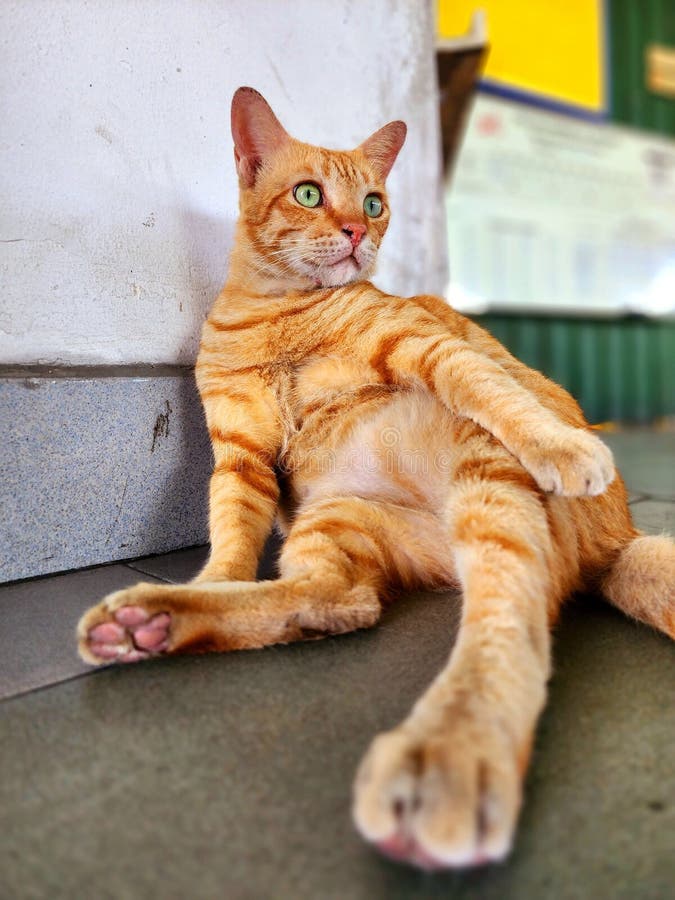 Cute Cat Sitting Leaning Back Stock Image - Image of spoiled, skin ...