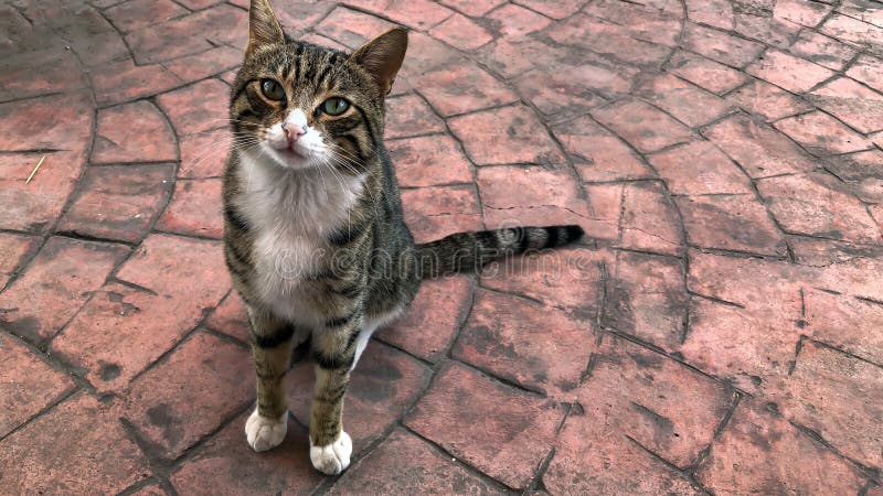 Cute Cat Sitting and Looking Around Curiously. Stock Image - Image of ...