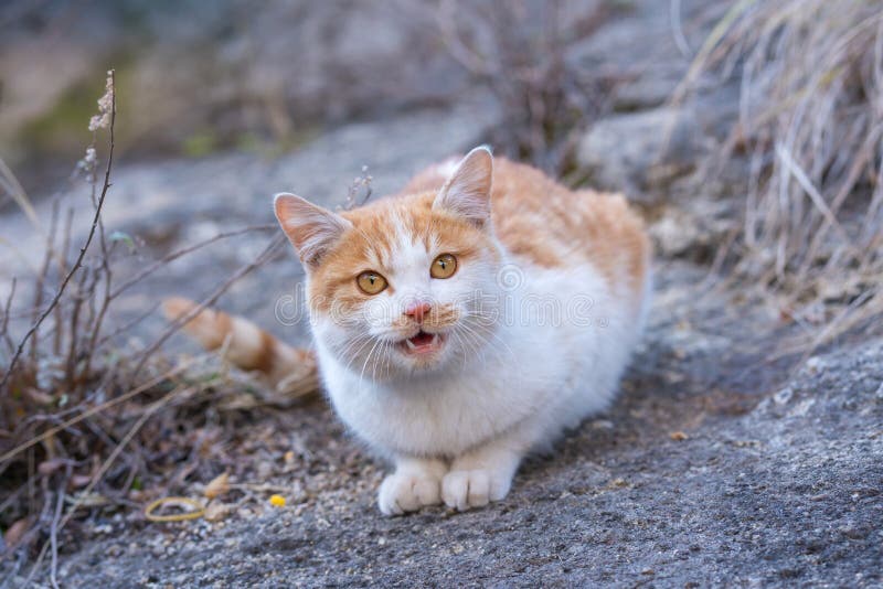 Cute Cat Sitting on the Mountain Hill at Natural Park Stock Image ...