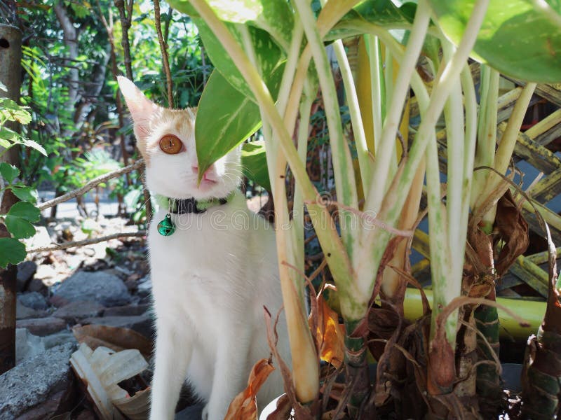 A Cute Cat is Sitting Outdoors Under Plants at Noon. Animal Theme Stock ...