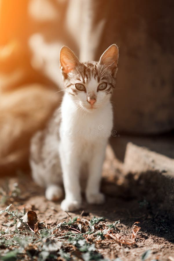 Cute Cat Sitting Outside in the Sunlight Stock Image - Image of park ...