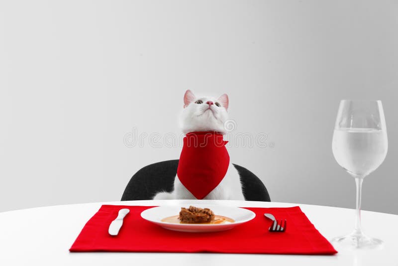 Happy Cat Sitting At The Dinner Table. Stock Image - Image of tail ...