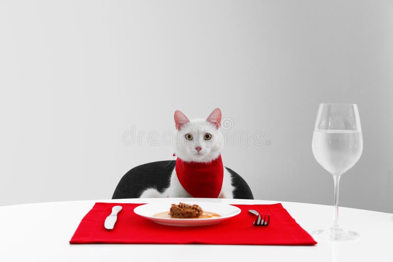 434 Cat Dining Table Stock Photos - Free & Royalty-Free Stock Photos ...