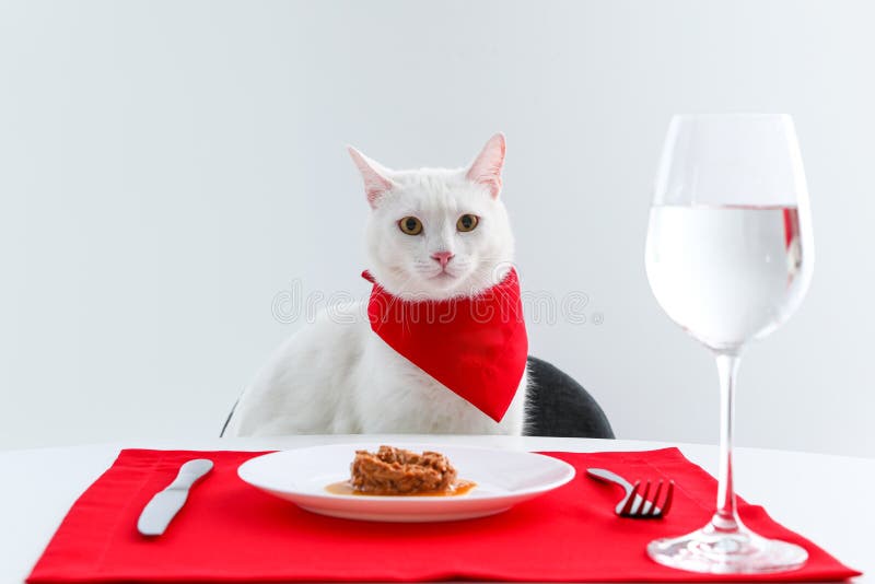 Cat Dinner Table Stock Images - Download 1,145 Royalty Free Photos