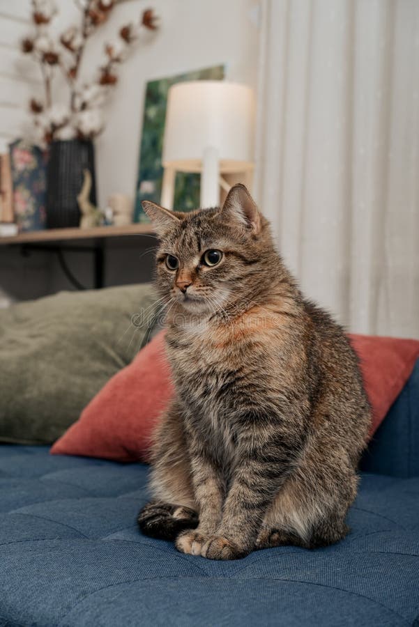 The Cute Cat is Sitting on the Sofa Stock Photo - Image of living ...