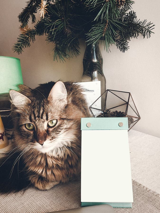 Cute Cat Sitting on Table at Empty Notes. Space for Text Stock Image ...