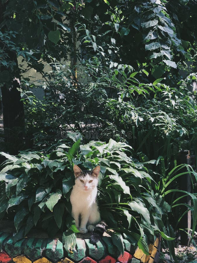 Cute Cat Sitting on the Terrace of the House in the Garden Stock Image ...