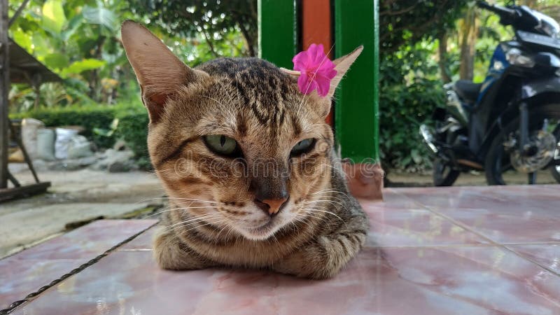 Very Cute Cat Sitting on the Floor Editorial Photography - Image of ...