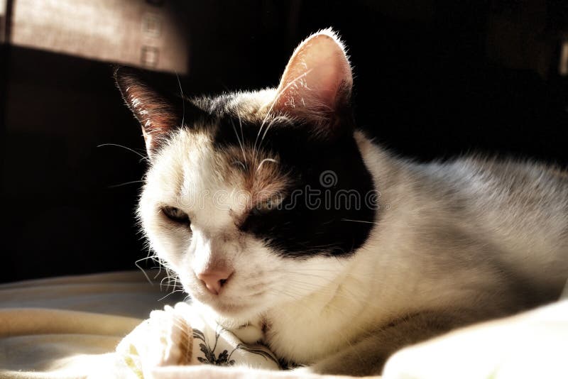 Cute cat sleep at home stock photo. Image of cute, nice - 153297148