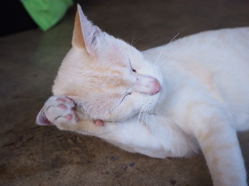 So cute a cat. stock image. Image of cute, comfortable - 146563759