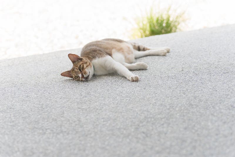 Cute cat sleep stock photo. Image of lovely, feline, dream - 77346560