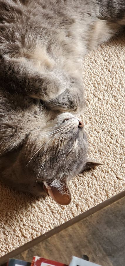 Cute cat Sleep time stock photo. Image of whiskers, kitten - 253173536